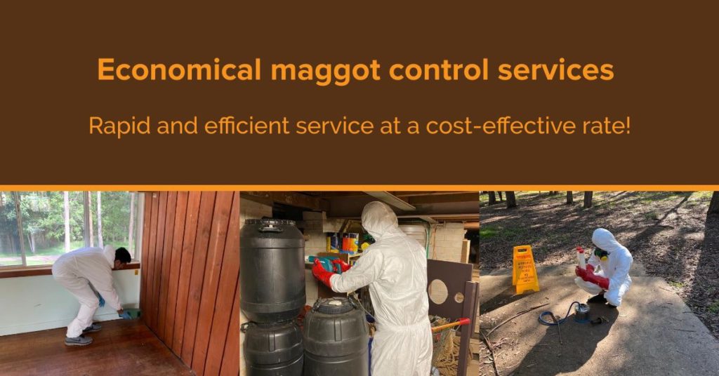 Maggots Control Brisbane - Alpha Pest Control