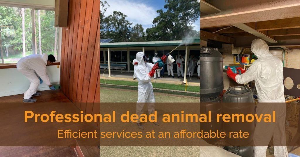 Dead Animal Removal Melbourne - Affordable Dead Animal Removal Service