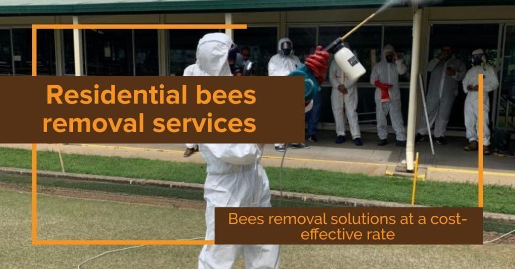 Bees Control Bellarine - Alpha Pest Control