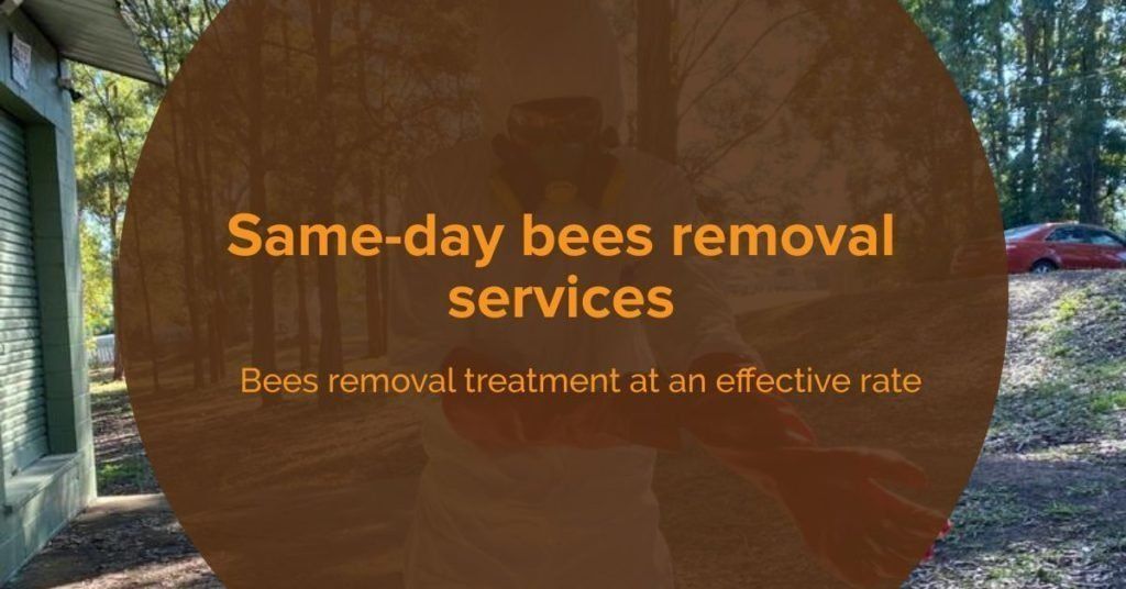 Bees Control Bellarine - Alpha Pest Control
